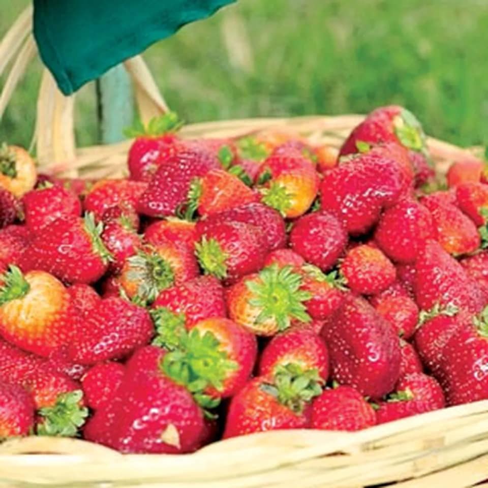 LA MEJOR PRODUCCIÓN DE FRUTILLA DE LA ZONA